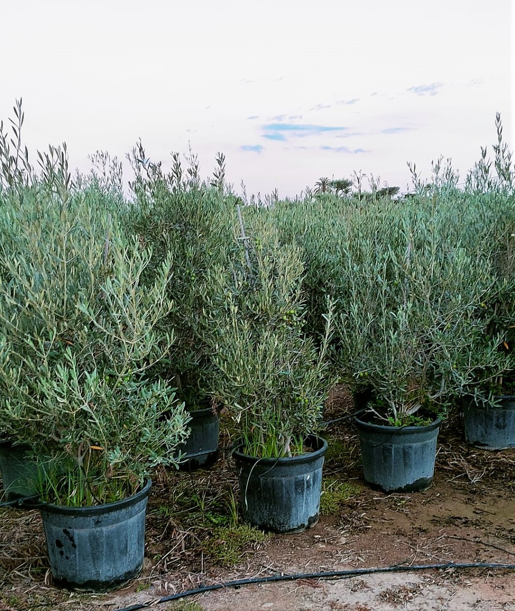 OLEA EUROPEA JOVEN ARBUSTIVO